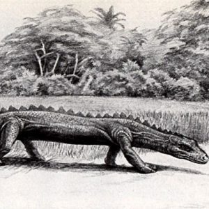 African Hybrids in mythology - Mythlok