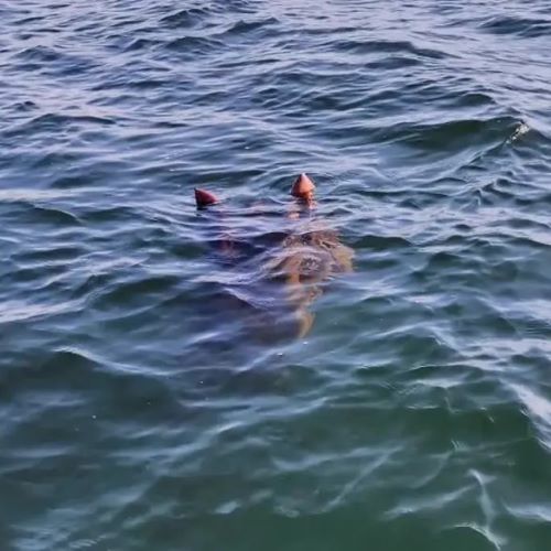 Ogopogo: The Lake Okanagan Monster of Canadian Legend | Mythlok