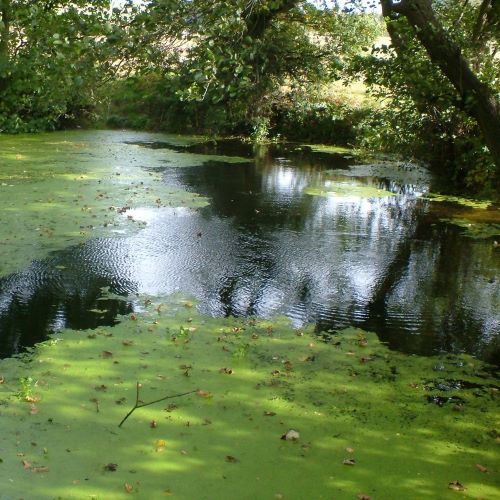 Jenny Greenteeth : The Water Hazard - Mythlok