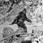 Bigfoot : The Elusive Ape - Mythlok