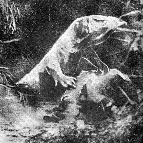 Kasai Rex : T Rex of the Congo - Mythlok