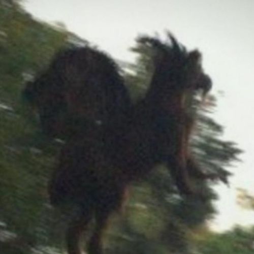 Jersey Devil: The Winged Terror of the Pine Barrens | Mythlok