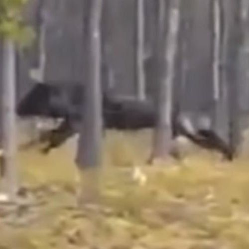 Waheela: The Giant Arctic Wolf of Canadian Wilderness Lore | Mythlok