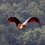 Orang Bati : Indonesia’s Winged Predator of the Night | Mythlok